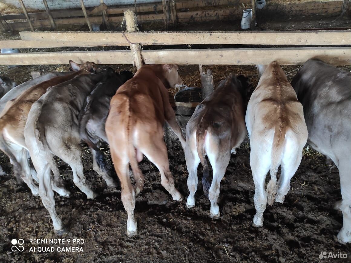 Продажа скотины