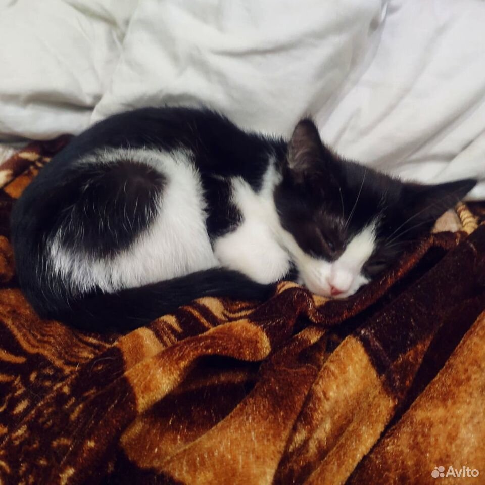 Котенок хитрый пирожок