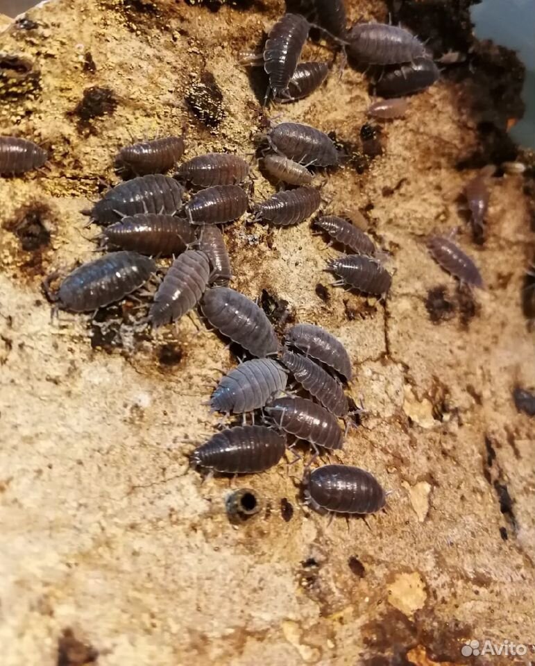 Мокрицы Porcellionides pruinosus, "blue-powder"