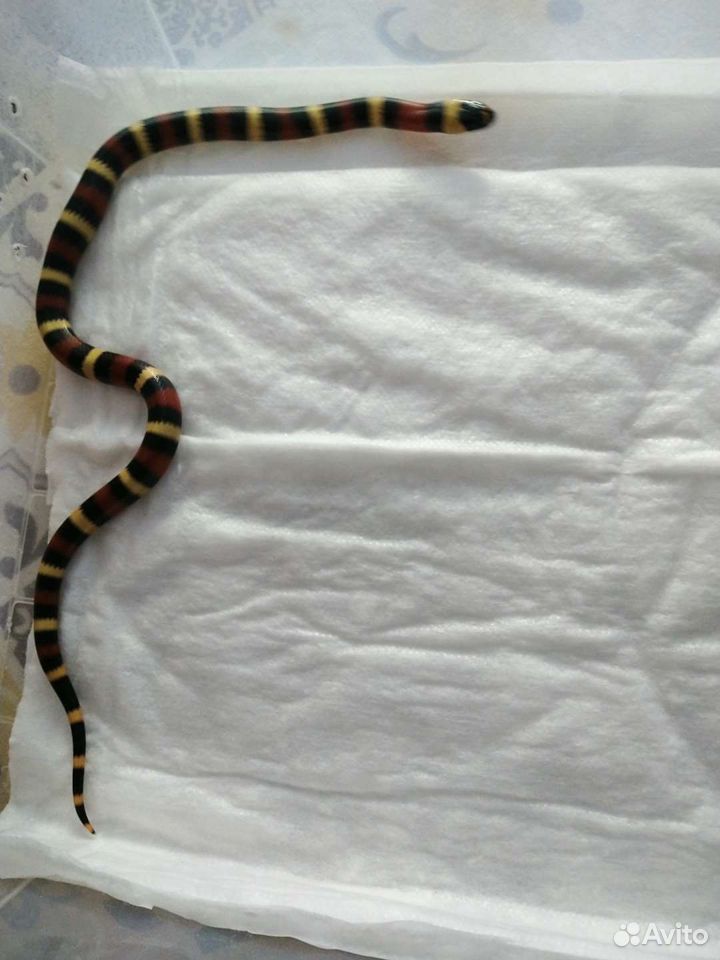 Молочная змея кэмпбелла