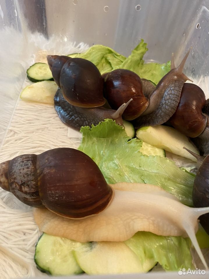 Ахатинская улиточка