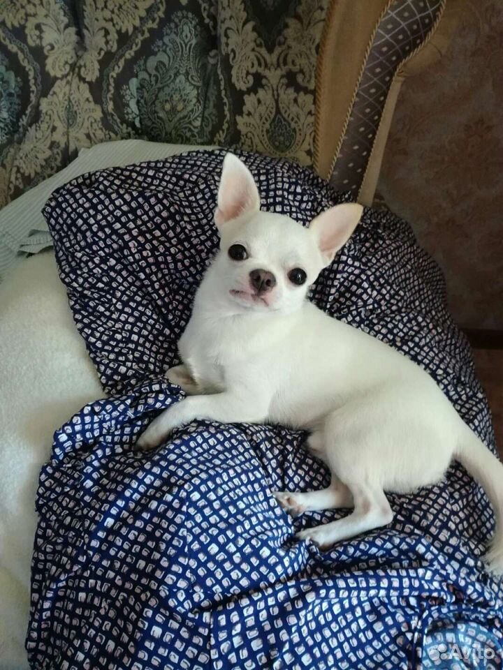 Чихуахуа