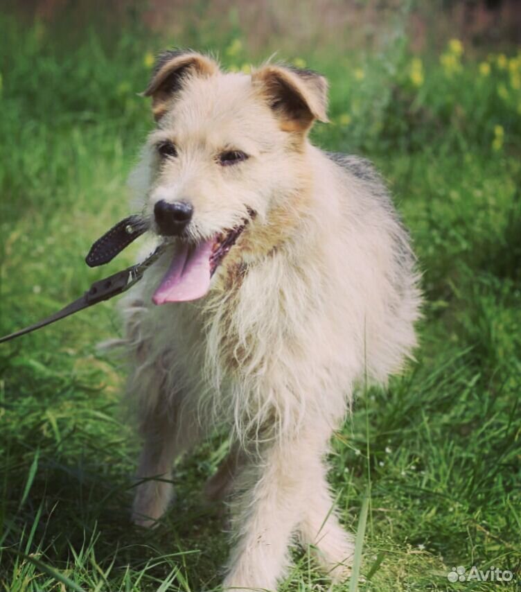 Собака с грустными глазами Иви в добрые руки