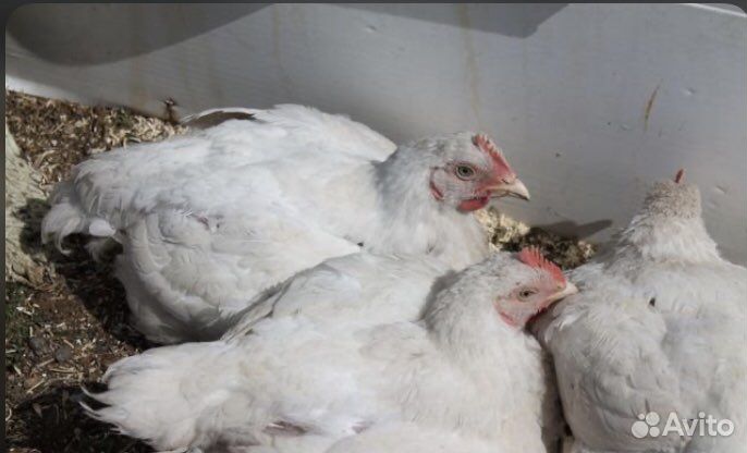 Куры бройлеры домашние халяль