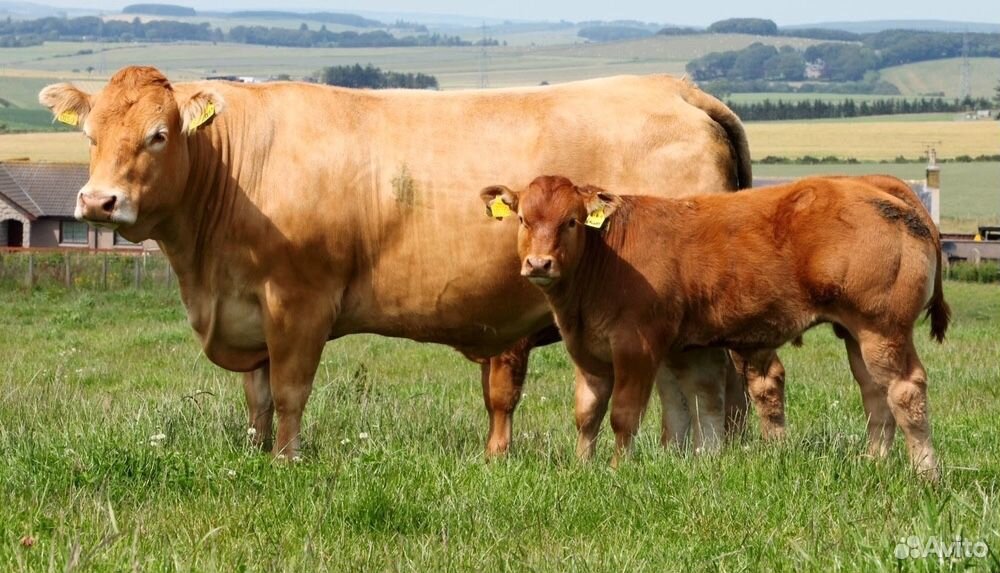 Телка Лимузин на племя