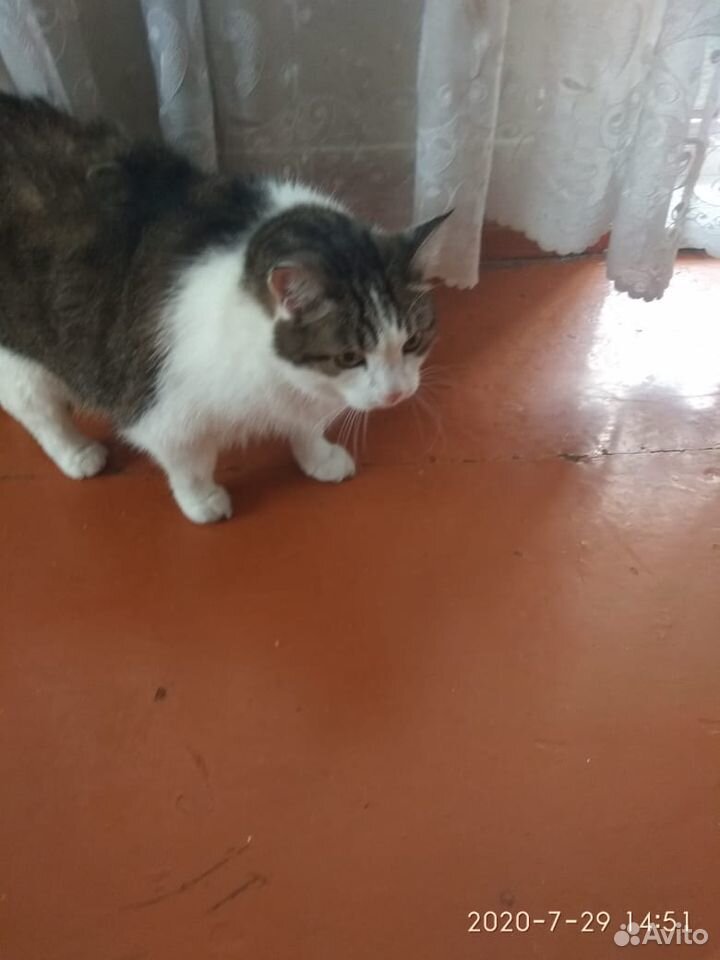 Котик (взрослый)