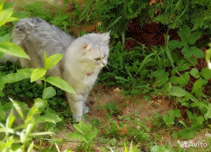 Отдам котика породы Персидская шиншилла