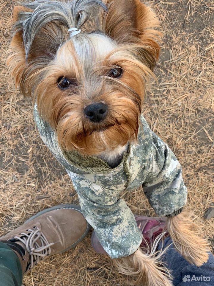 Йоркширский терьер вязка случка (развязанный)