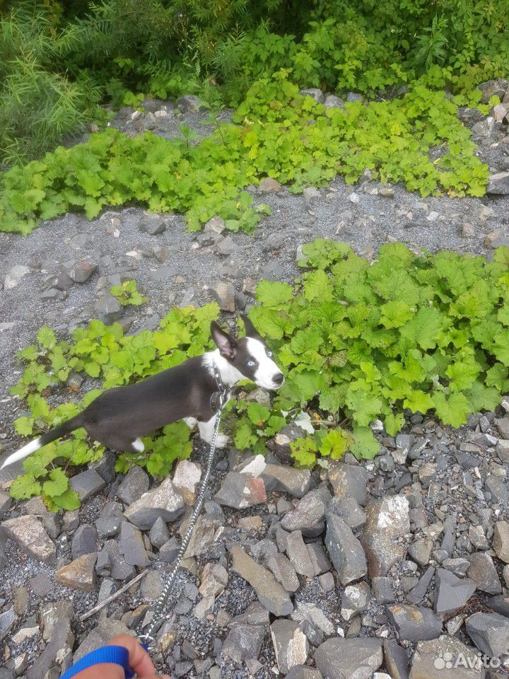 Помесь питбуля и швейцарской овчарки