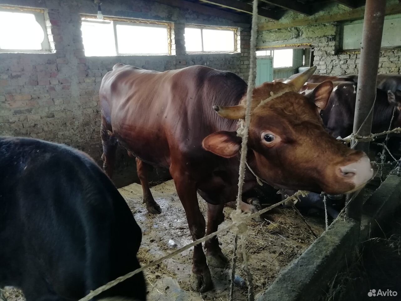 Продам быков
