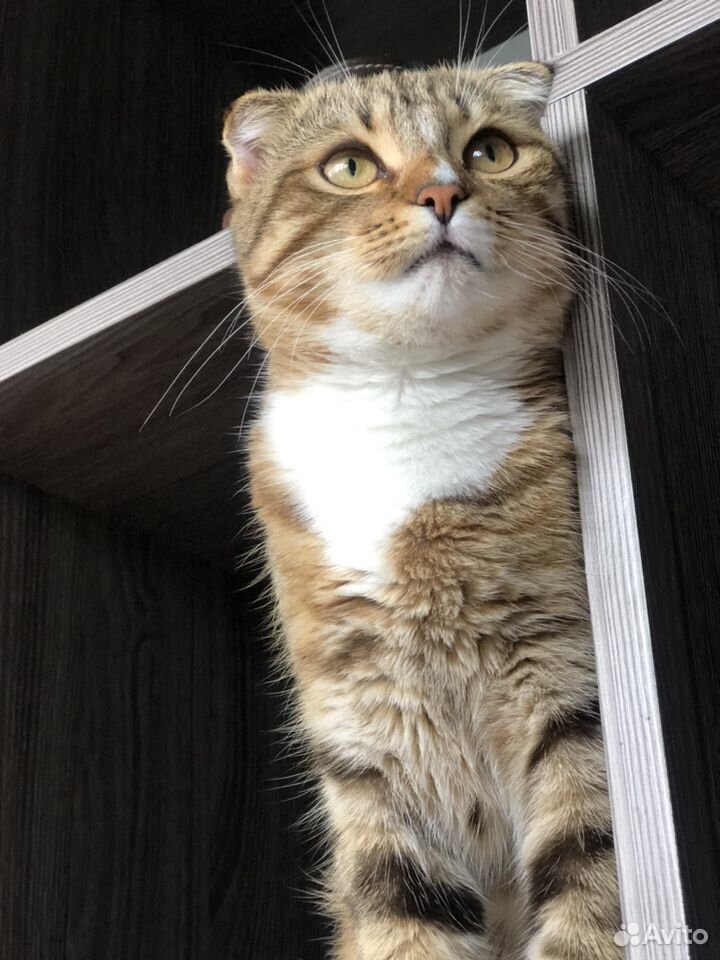 Кошка помесь Британка