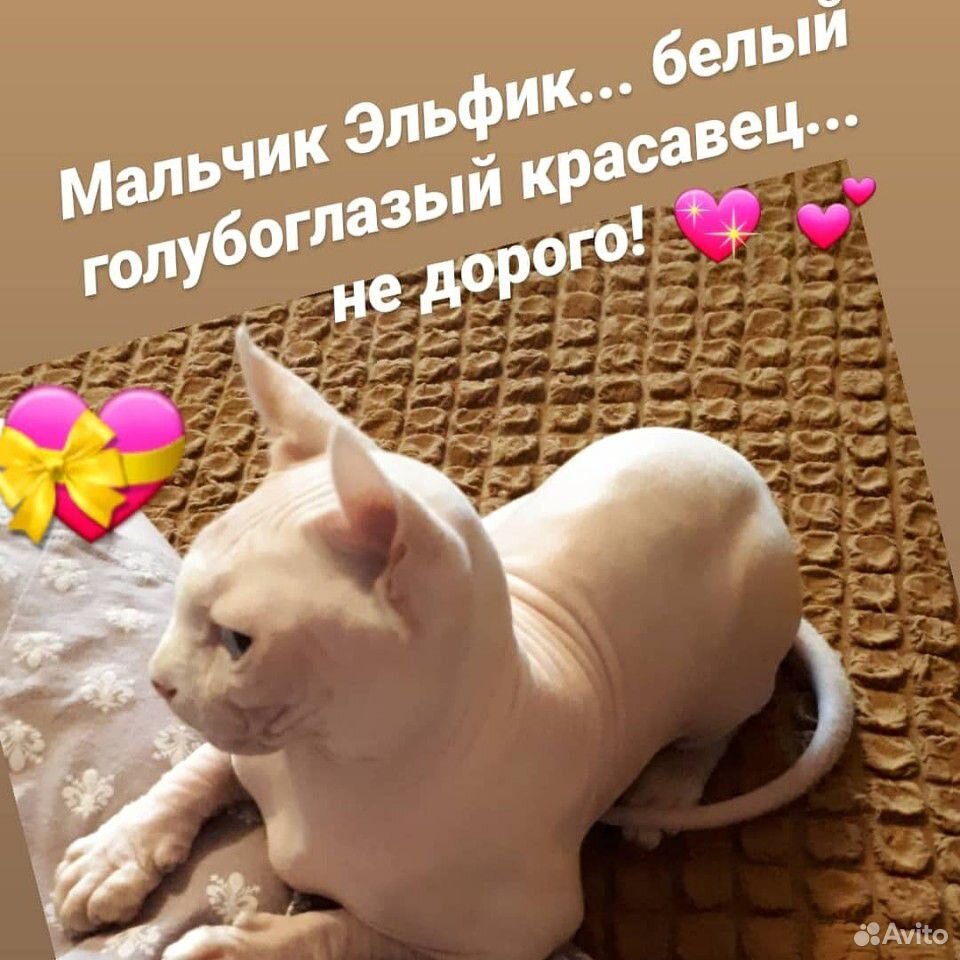 Эльфик котик