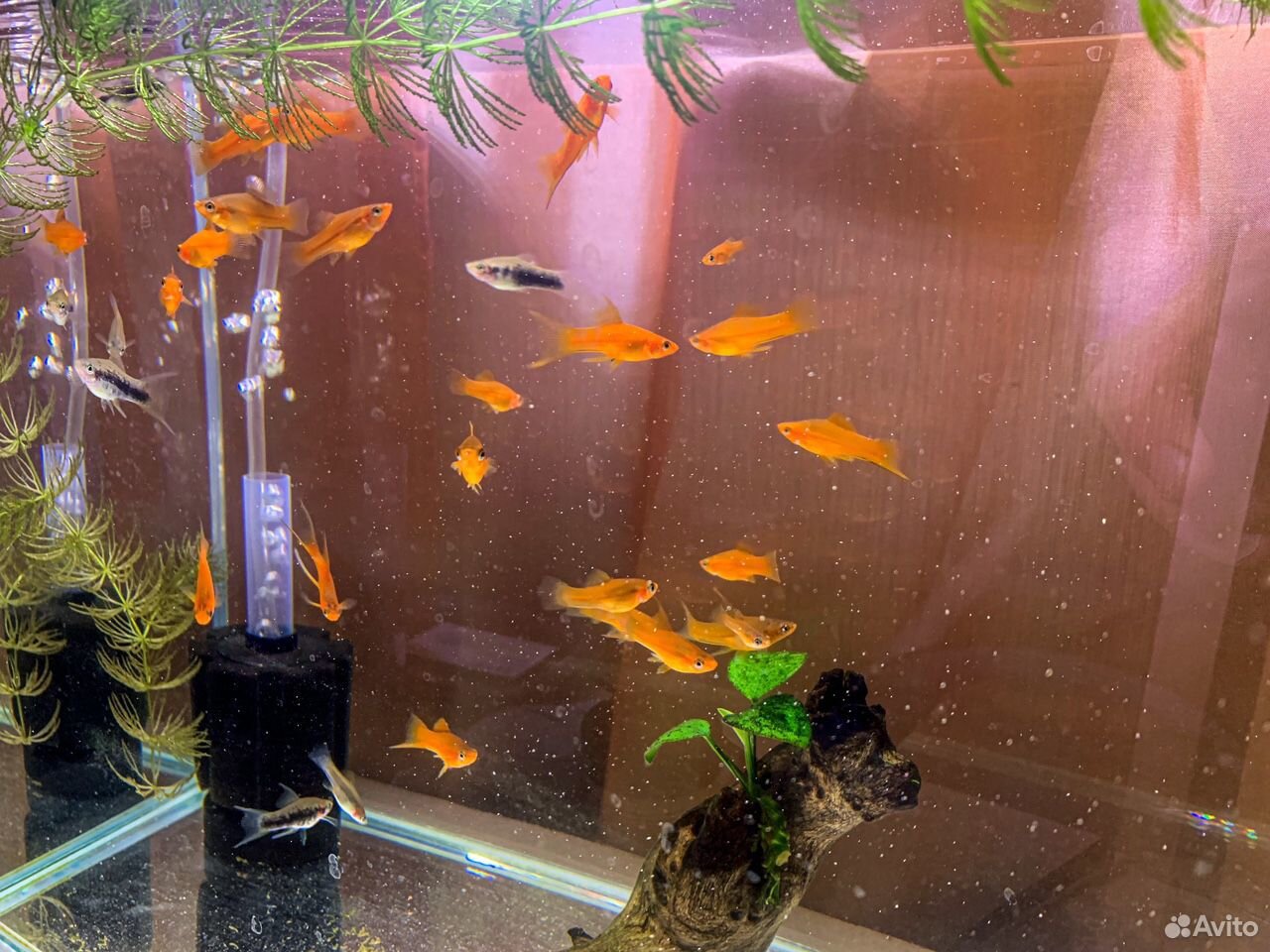 Меченосцы вильчатые