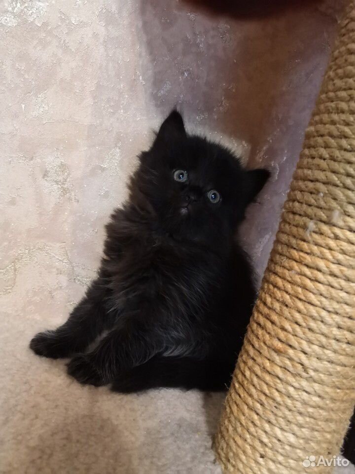 Котенок в добрые руки