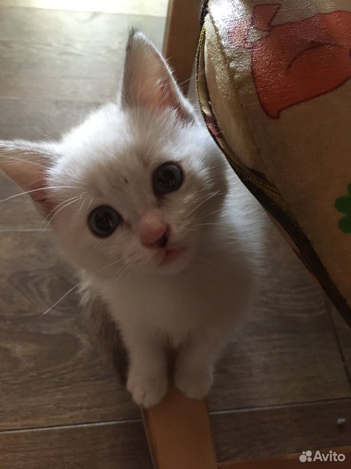 Кошка 2 месяца