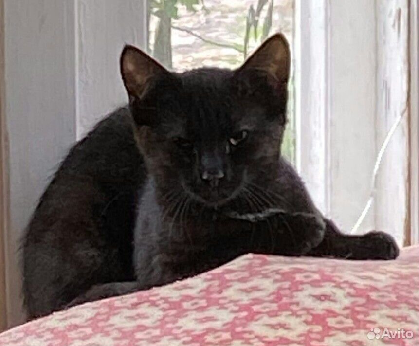 Черная пантерочка в добрые ручки