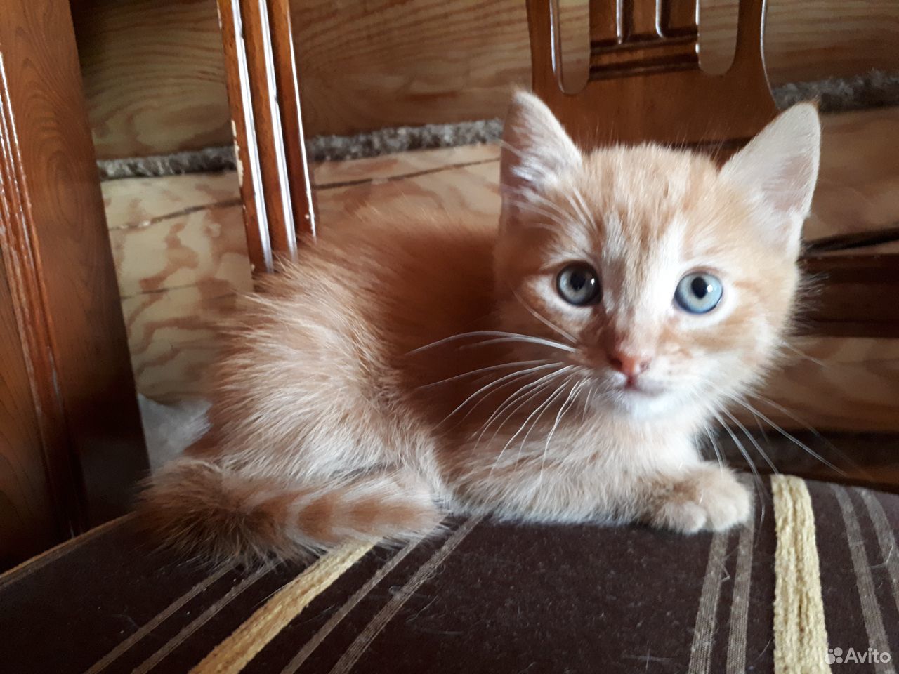 Кошечка в хорошие руки