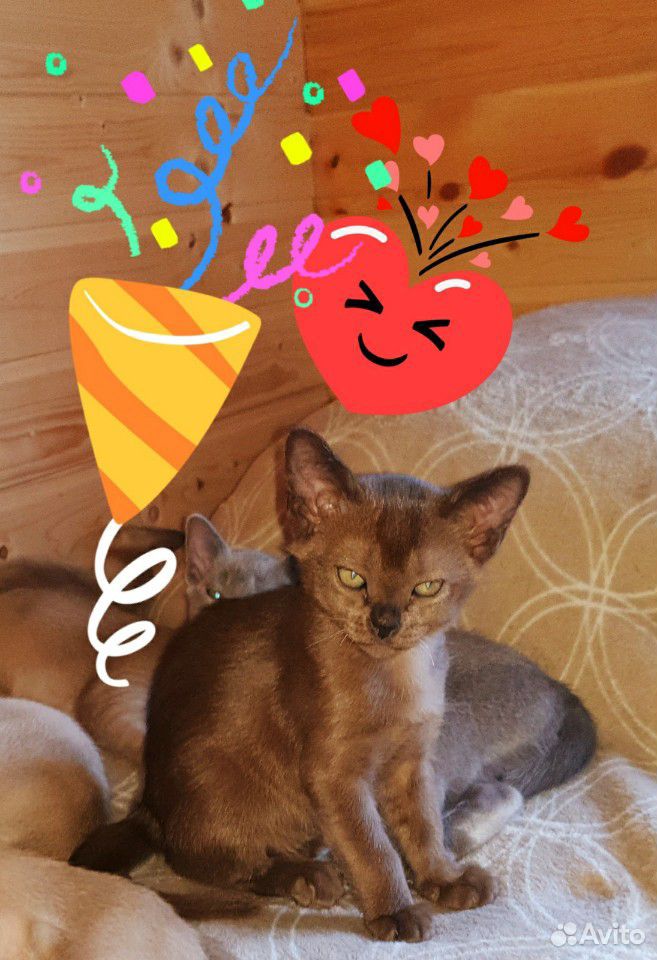 Бурманский малыш-истинный джентельмен