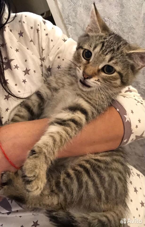 Котомальчик-полосатик в добрые ручки