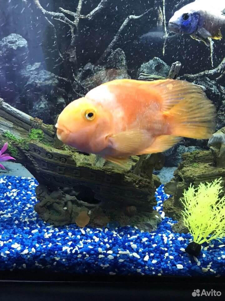 Японский попугай