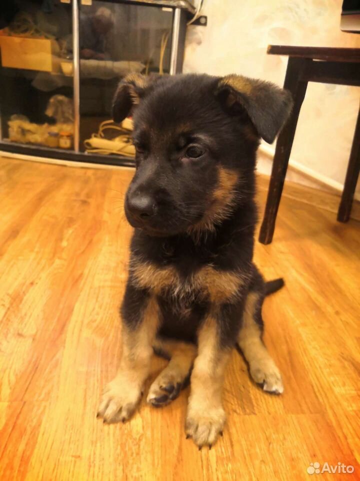 Чистокровные щенки немецкой овчарки