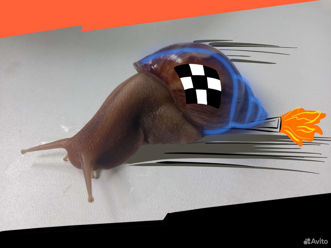 Turbo Улитки ахатины