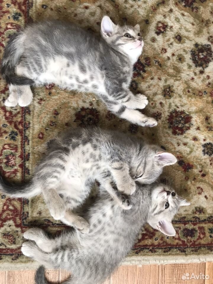 Кошка британская