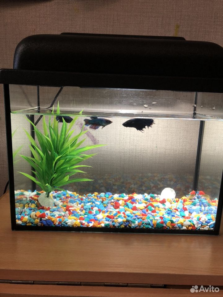 Аквариум с рыбками