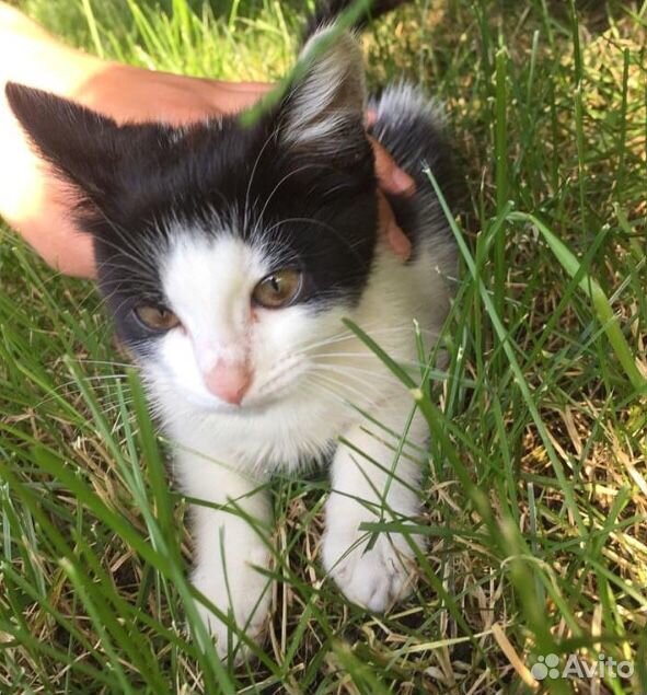 Котик Фёдор