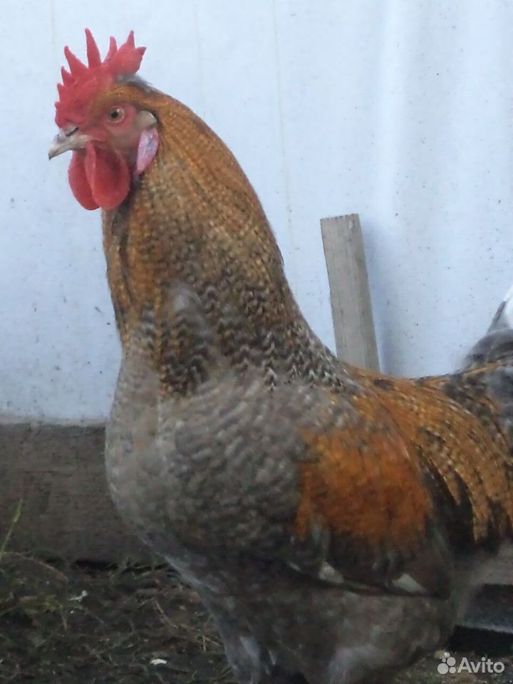 Молодые петухи