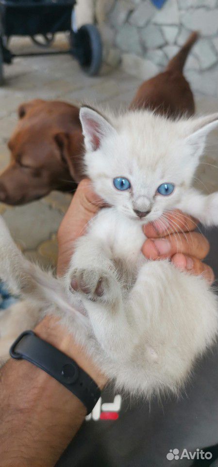 Сиамские котята
