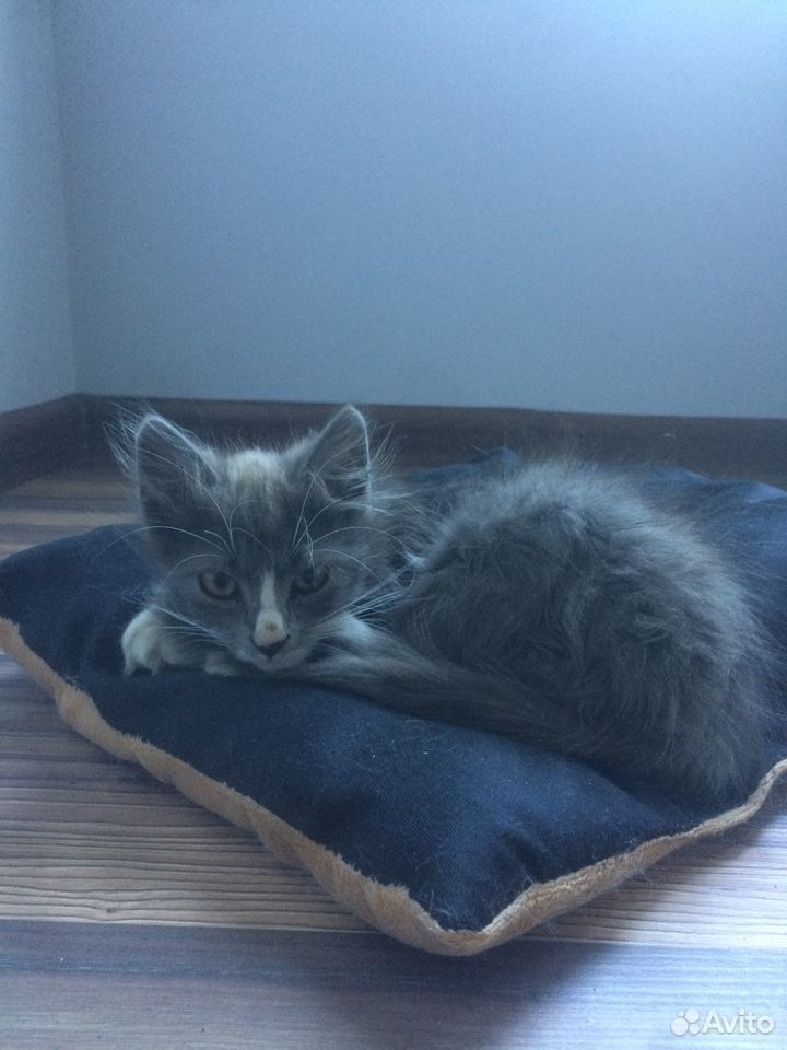 Котенок
