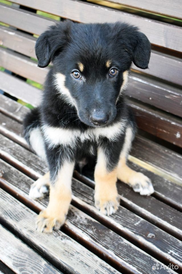 Щенок Каспер 3 мес