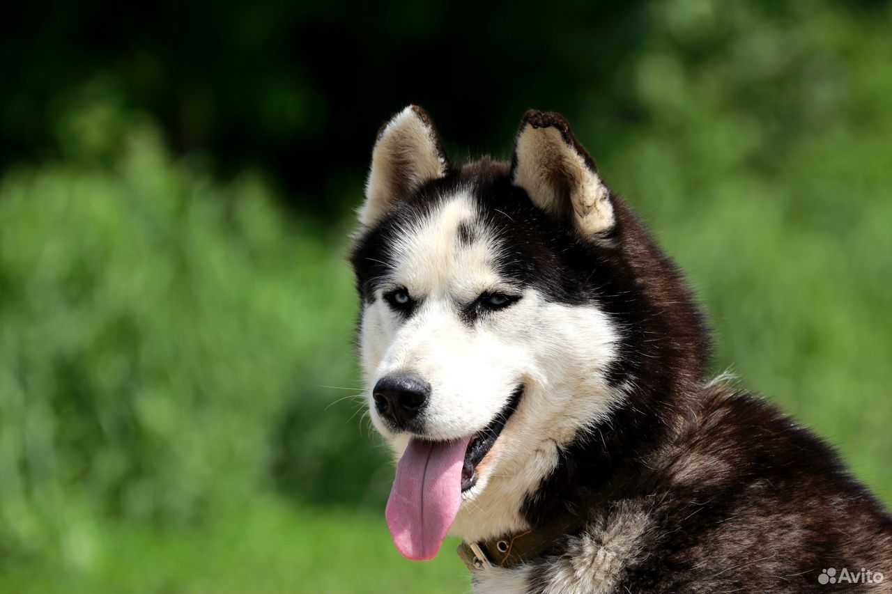 Хаски Норд в добрые руки
