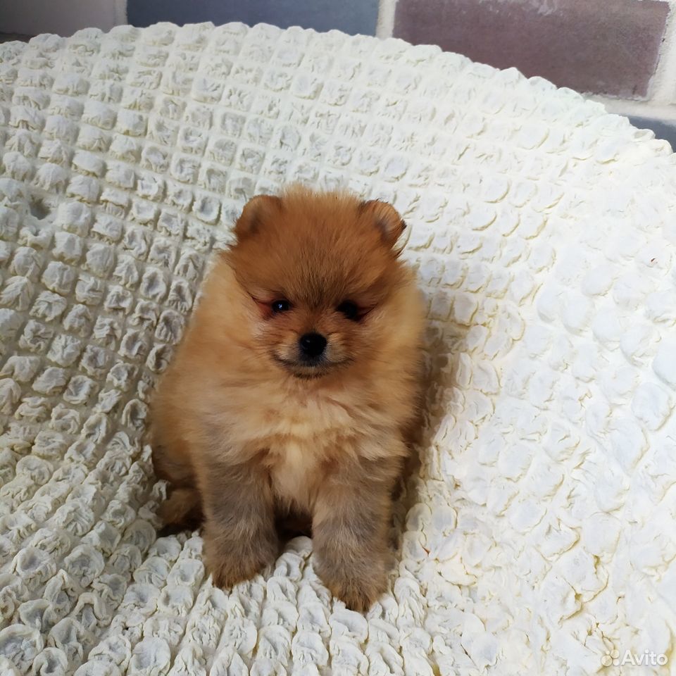 Породистые шпицы оранж и оранж-соболь