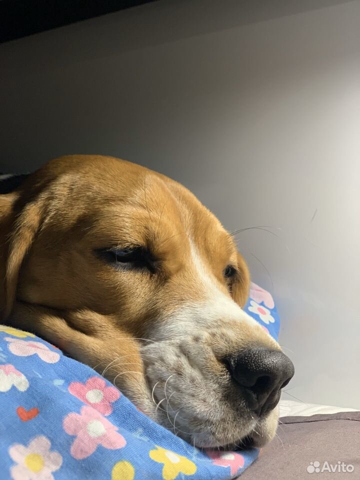 Щенок Бигль