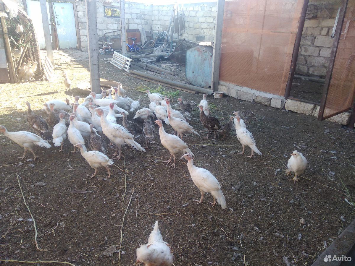 Индюшата и цеплята