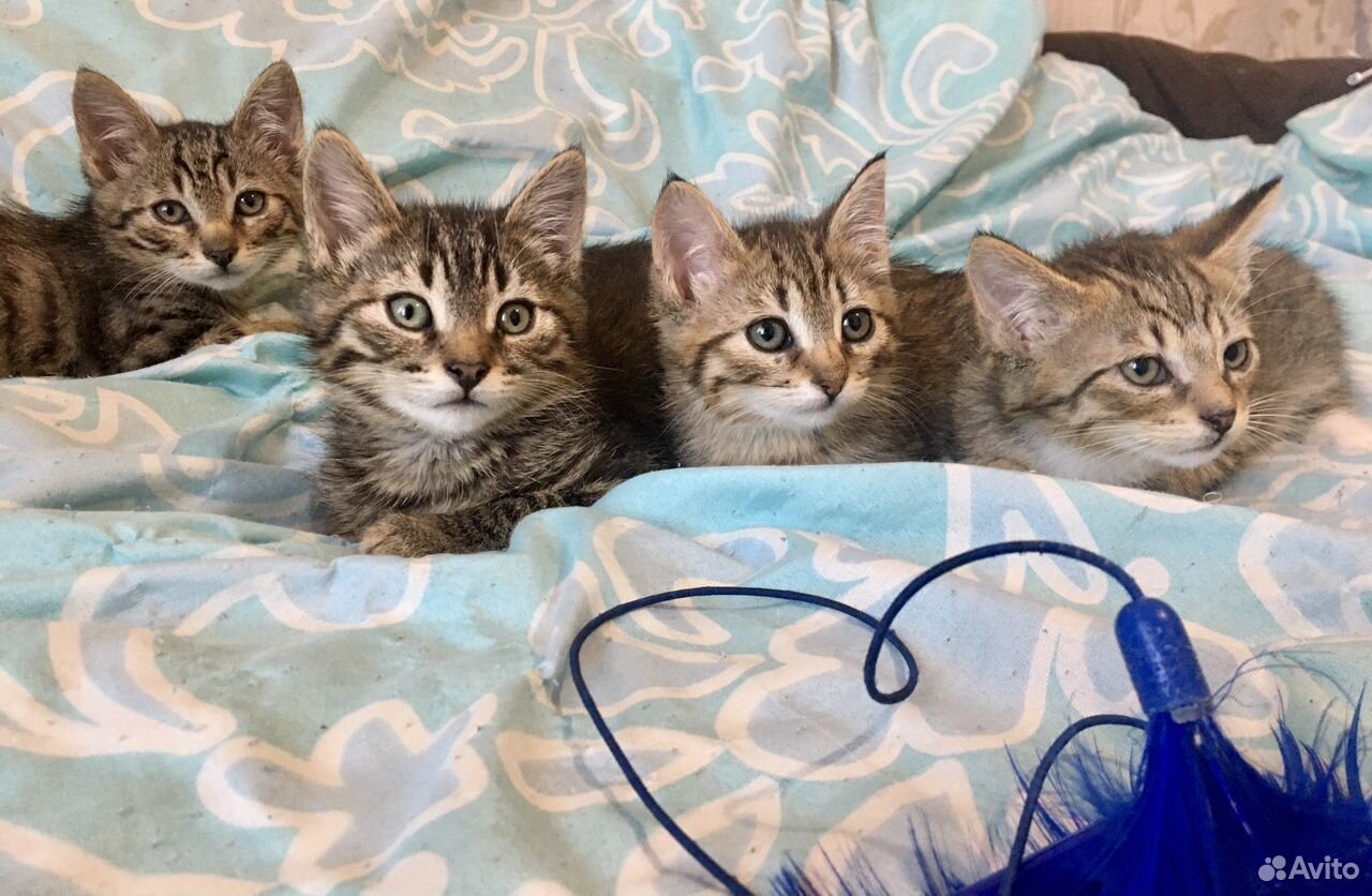 Котята
