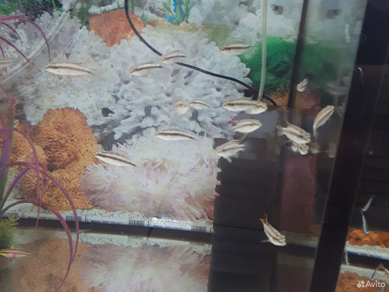 Рыба попугай пельвикохромис