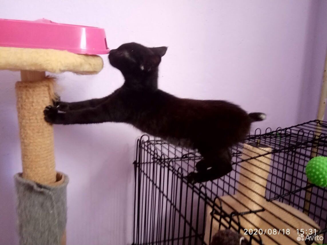 Котята ищут дома