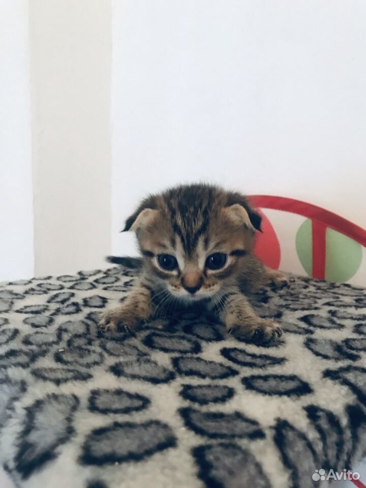 Шотландская-британские, веслоухие