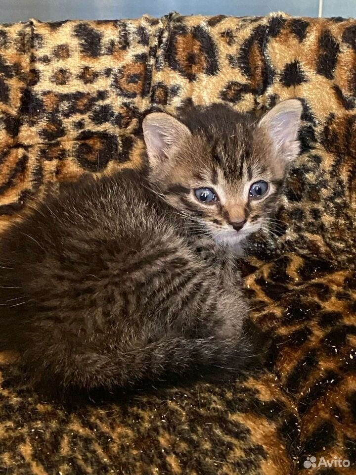 Кошка окрас вискас