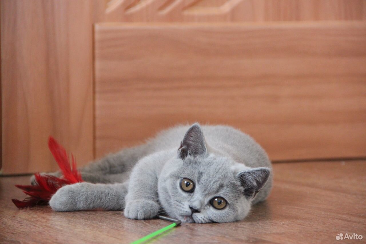 Британские котята