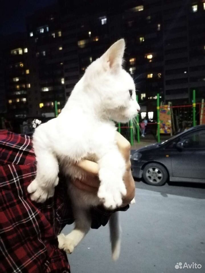 Котенок белый месяц