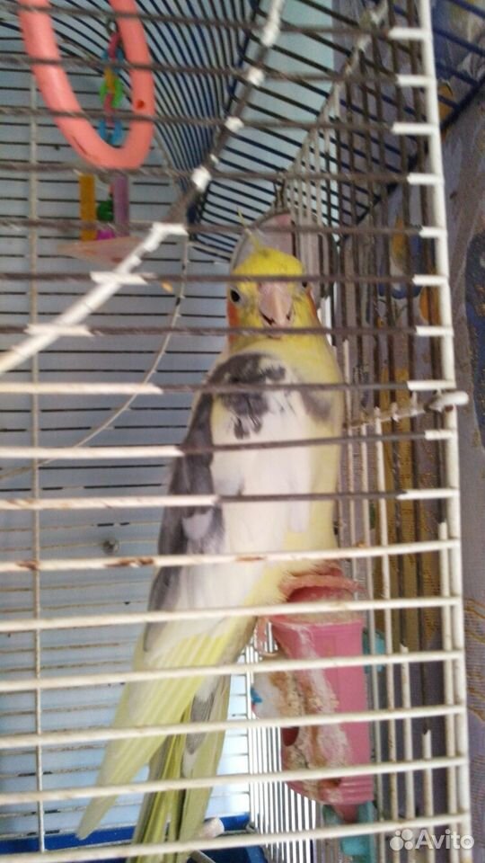 Папугай Карэлла