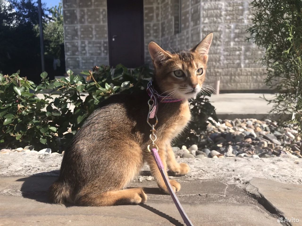 Абиссинская кошечка Чаузи Зарина