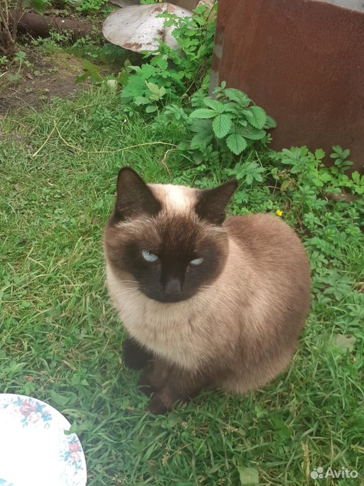 Кошка сиамская