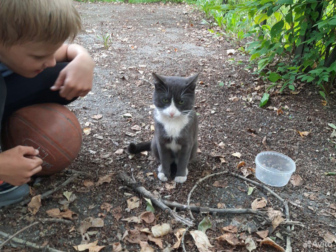 Кот домашний её бросили на наших глазах