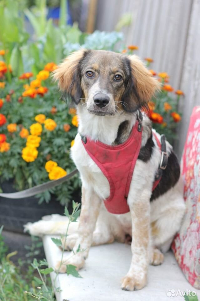 Щенок (метис спаниеля, девочка, 6 месяцев) в дар