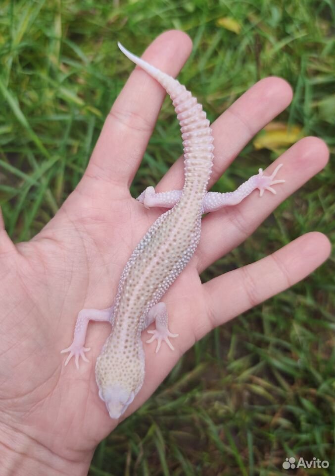 Эублефар самец Super Radar